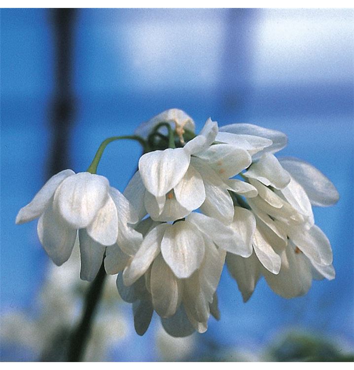 Allium paradoxum var paradoxum