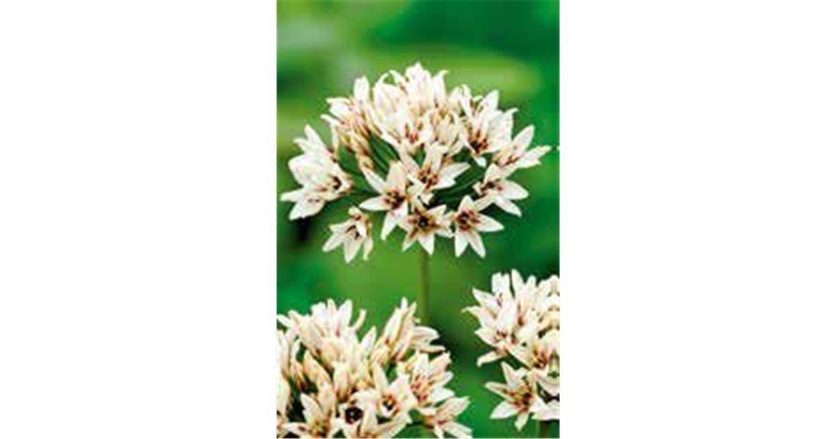 Allium ramosum