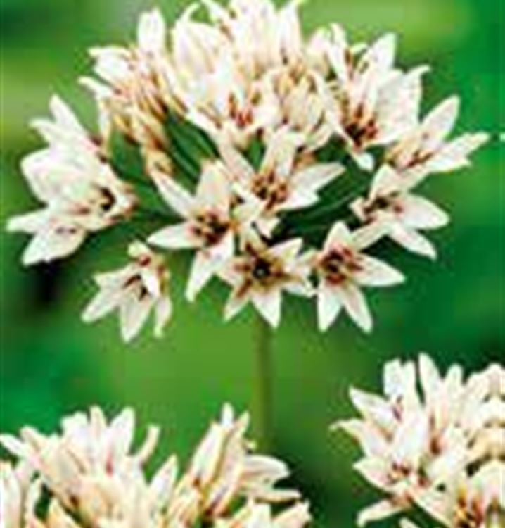 Allium ramosum