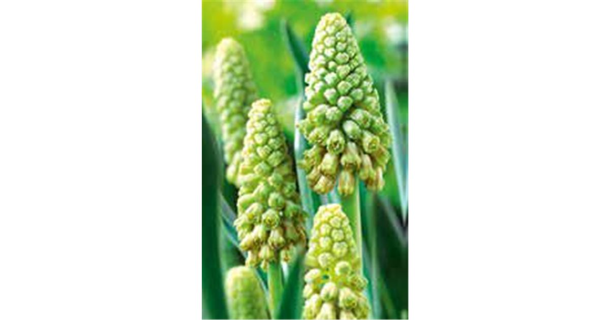 Bellevalia pycnantha 'Green Pearl'