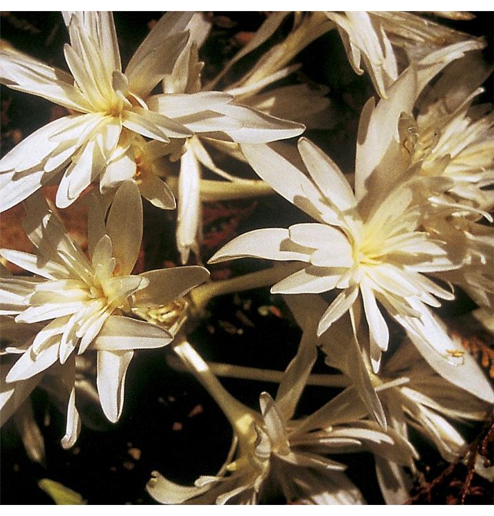 Colchicum autumnale 'Alboplenum'