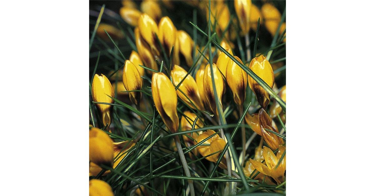 Crocus chrysanthus 'Goldilocks'
