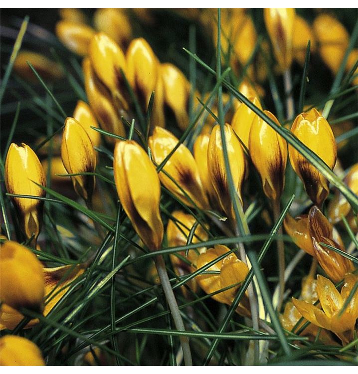 Crocus chrysanthus 'Goldilocks'