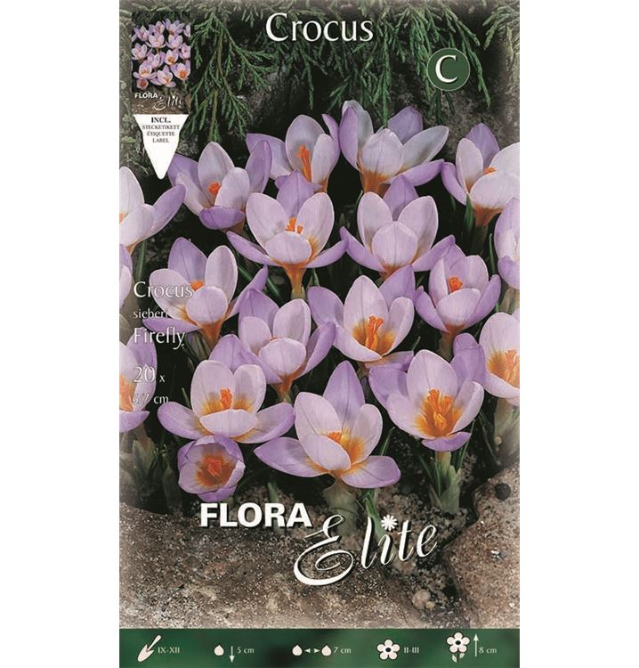 Crocus sieberi 'Firefly'
