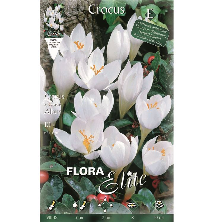 Crocus speciosus 'Albus'