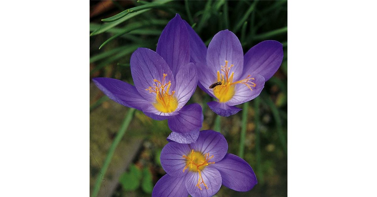 Crocus speciosus 'Oxonian'