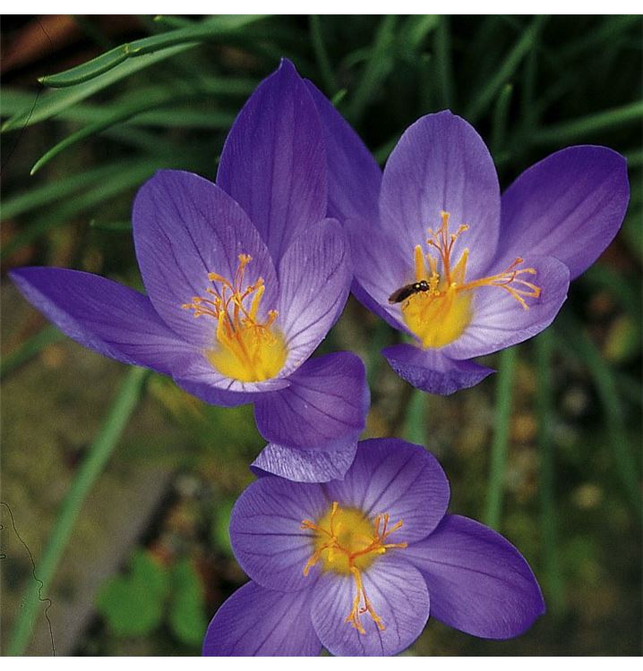 Crocus speciosus 'Oxonian'