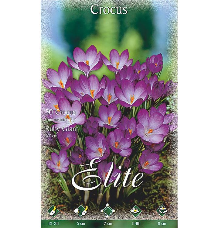 Crocus tommasinianus 'Ruby Giant'