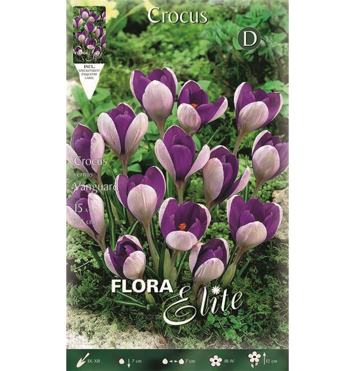 Crocus vernus 'Vanguard'