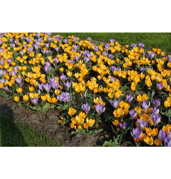 Crocus vernus 'Vanguard'