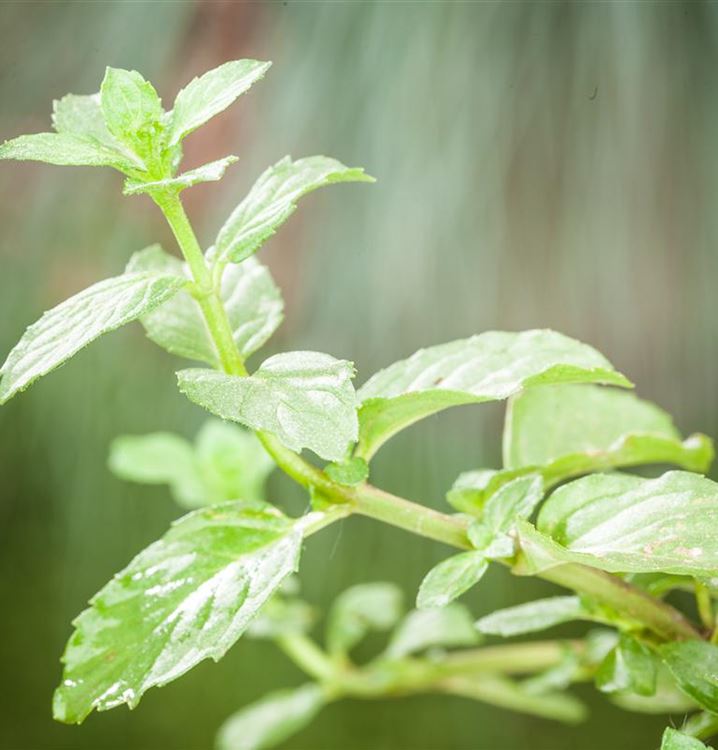 Mentha species 'Erdbeer'