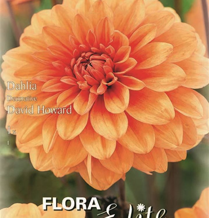 Dahlia 'David Howard'