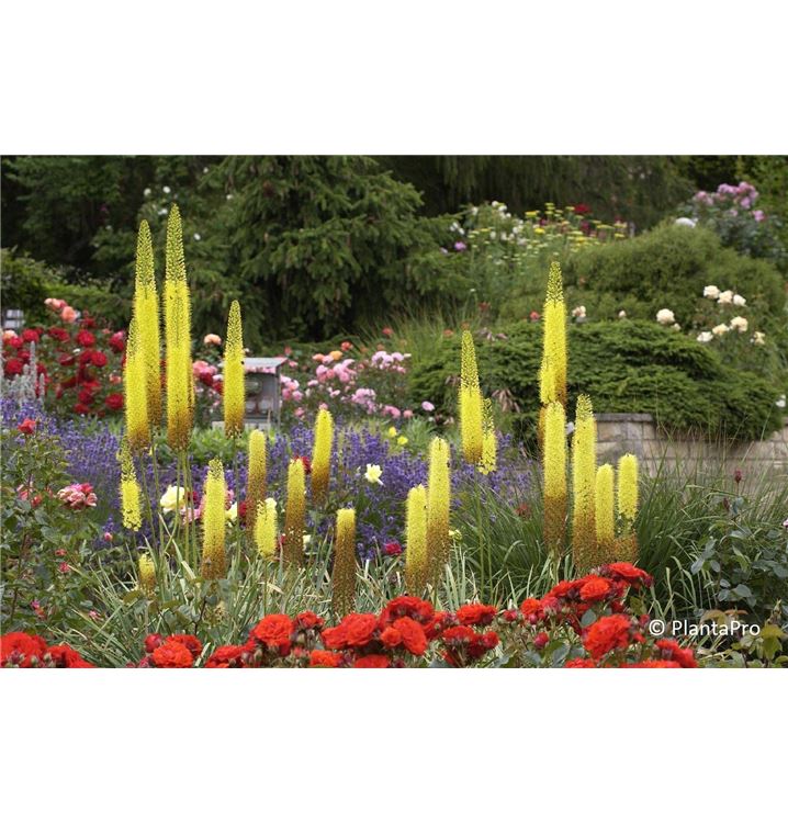 Eremurus stenophyllus (bungei)