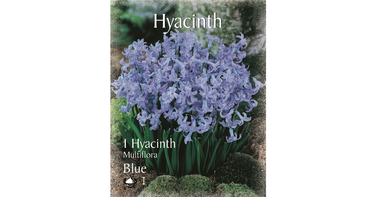 Hyacinthus multiflora Blau