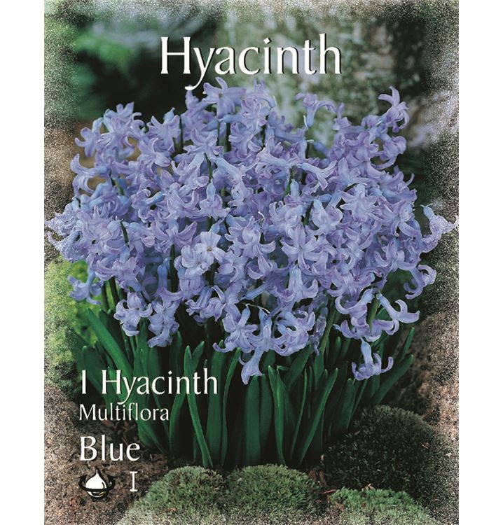 Hyacinthus multiflora Blau