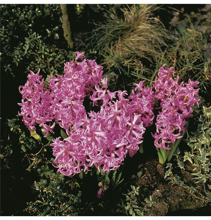 Hyacinthus multiflora Rosa