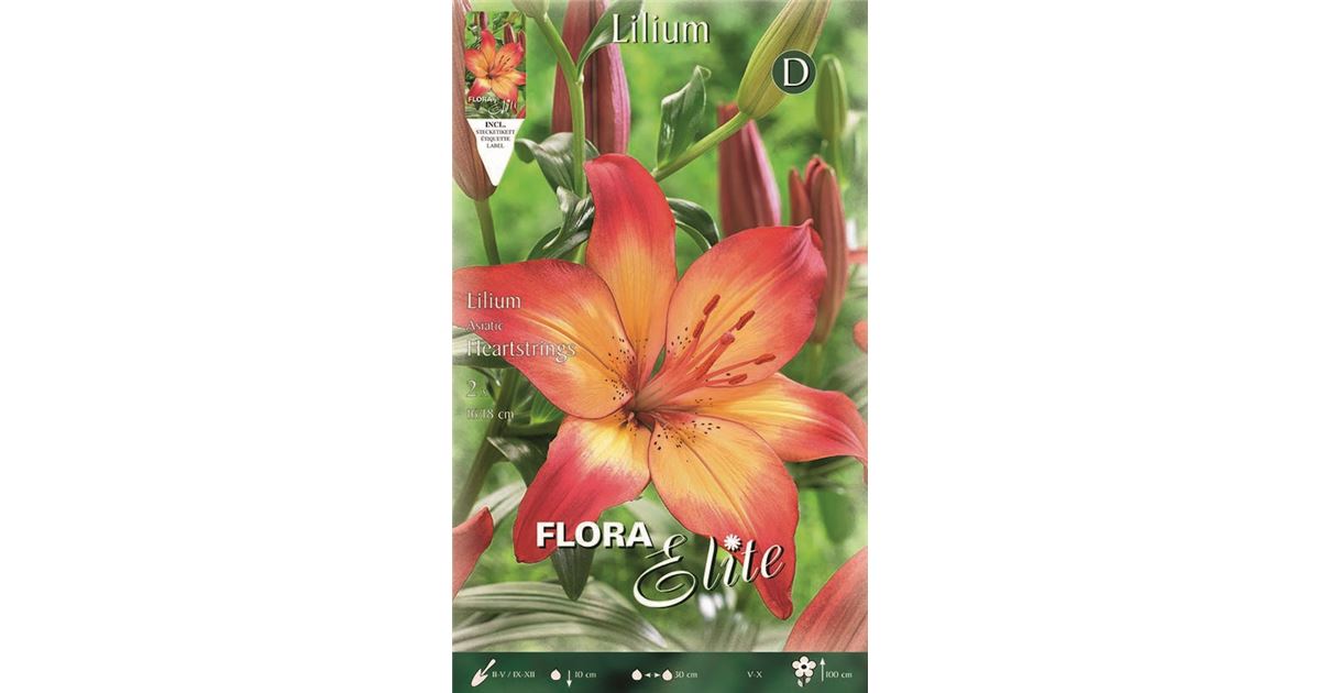 Lilium 'Heartstrings'