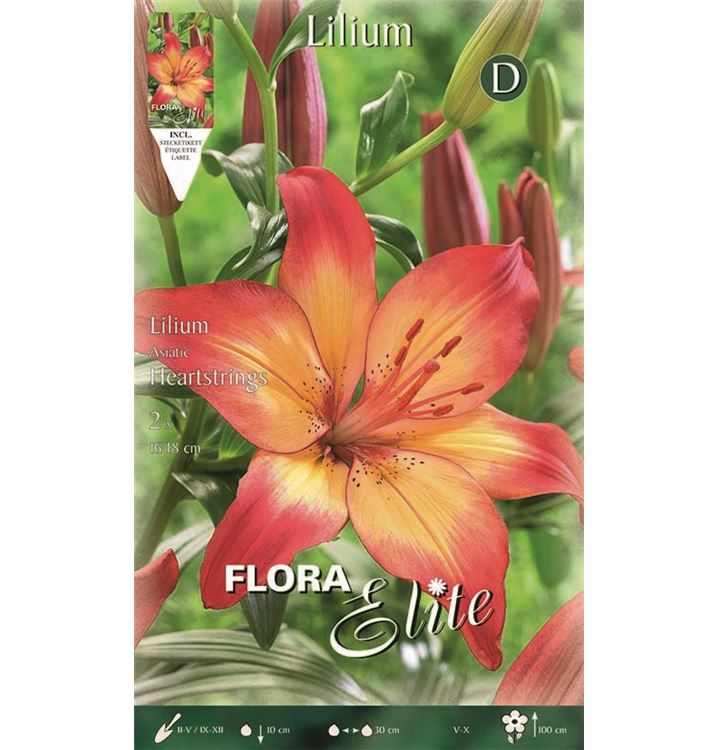 Lilium 'Heartstrings'