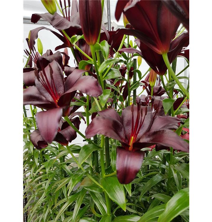 Lilium 'Nightrider'