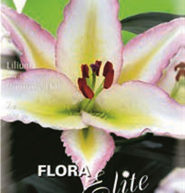Lilium 'Primrose Hill'