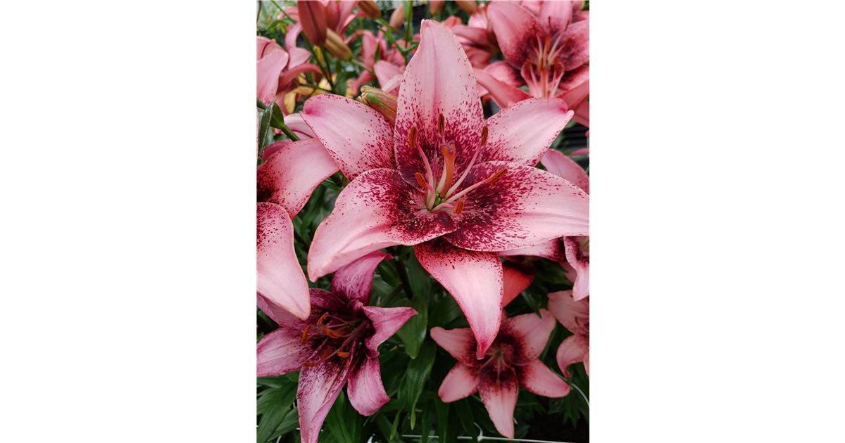 Lilium 'Purple Dream'