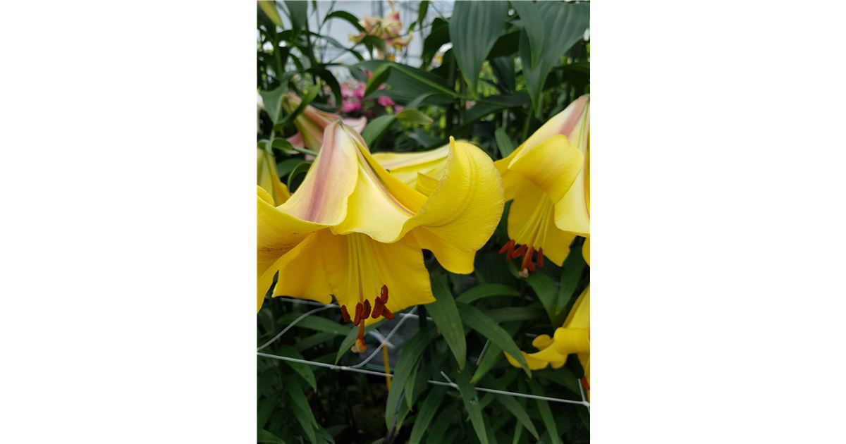 Lilium 'Rising Moon'
