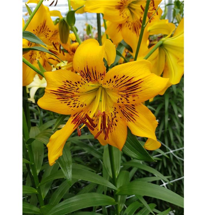 Lilium 'Yellow Bruse'