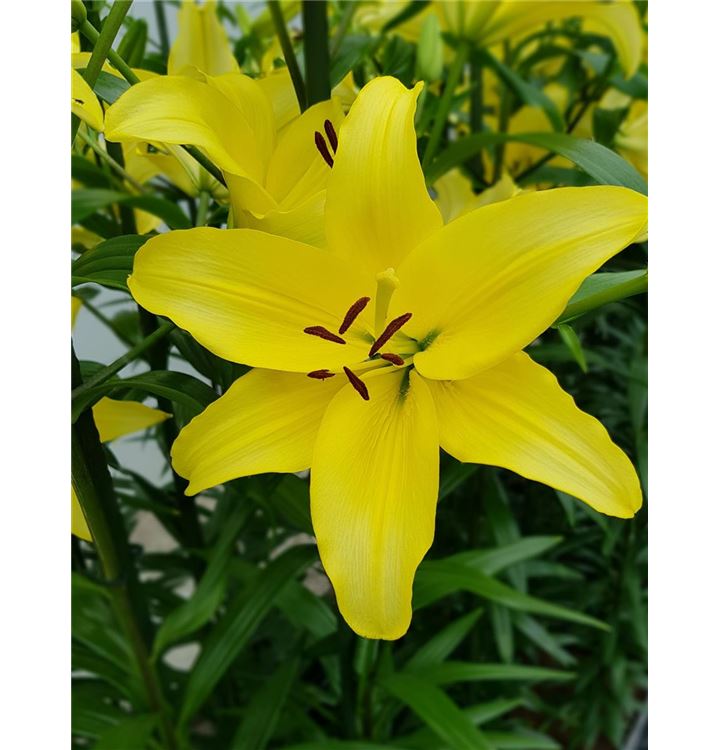 Lilium 'Yellow Power'