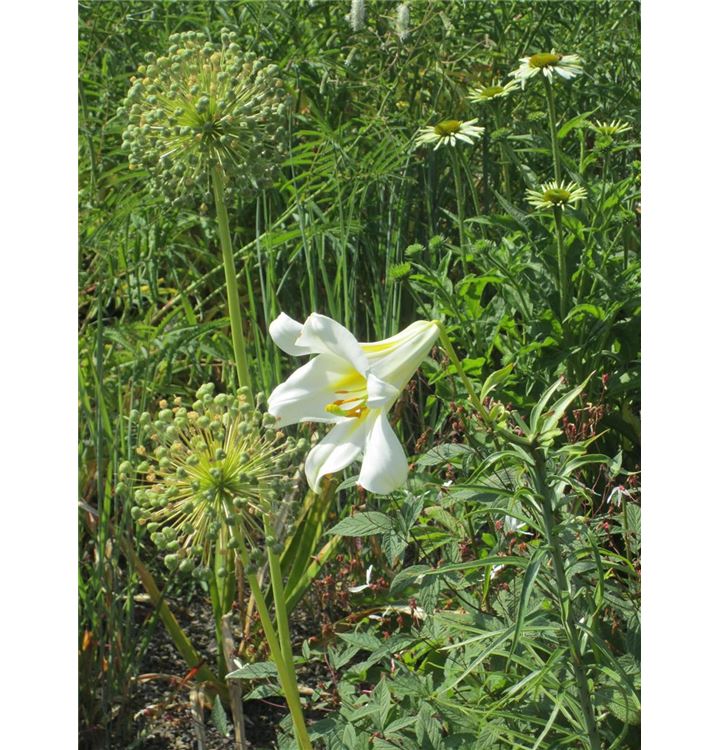Lilium regale 'Album'