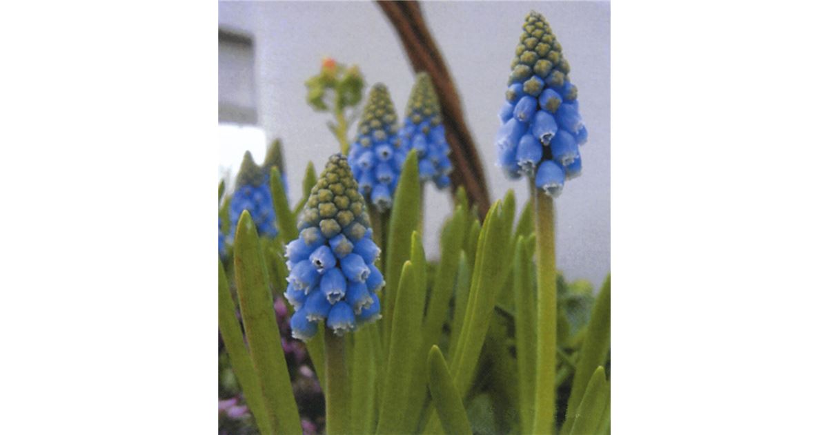 Muscari armeniacum 'Atlantic'