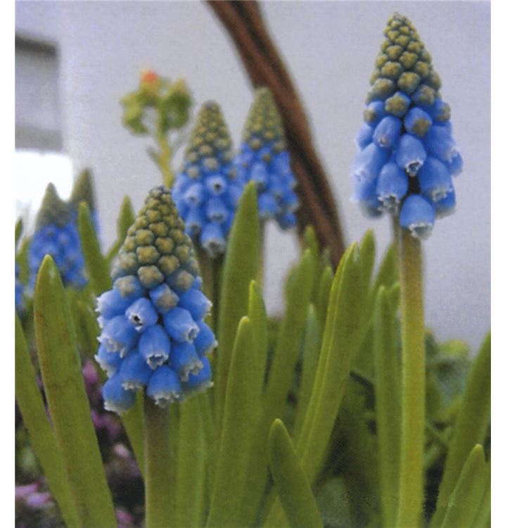 Muscari armeniacum 'Atlantic'