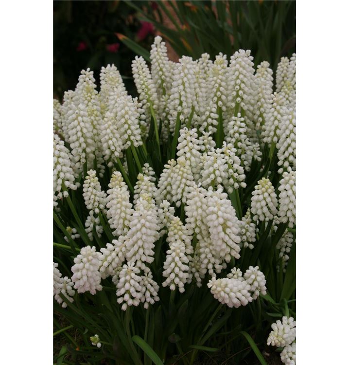 Muscari botryoides 'Album'