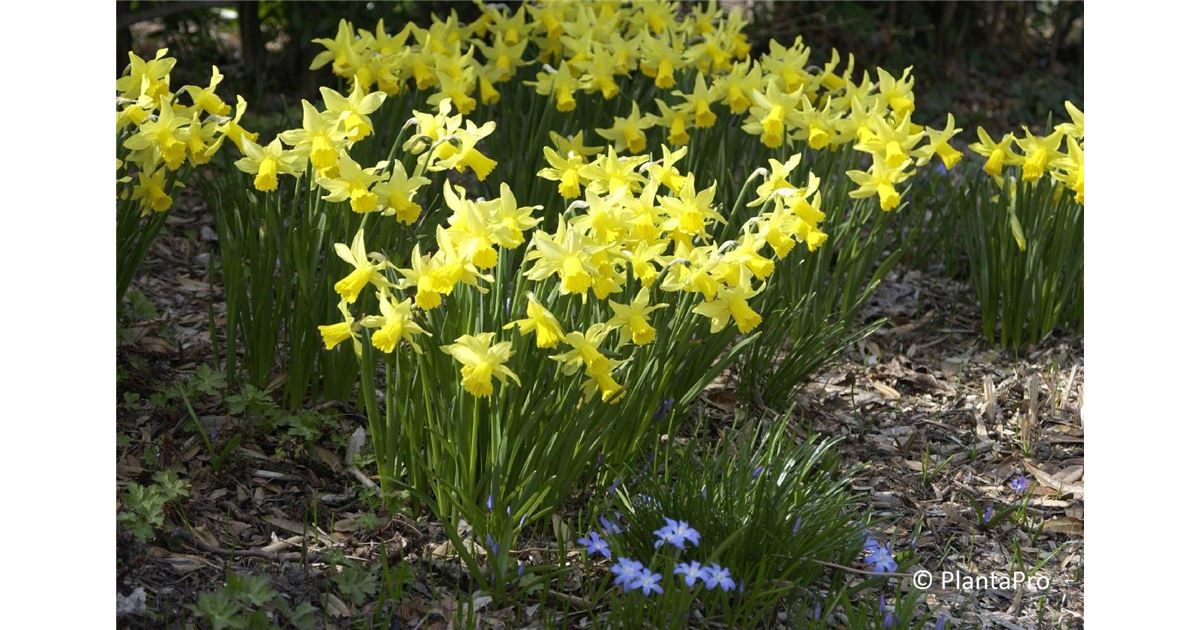 Narcissus 'February Gold'