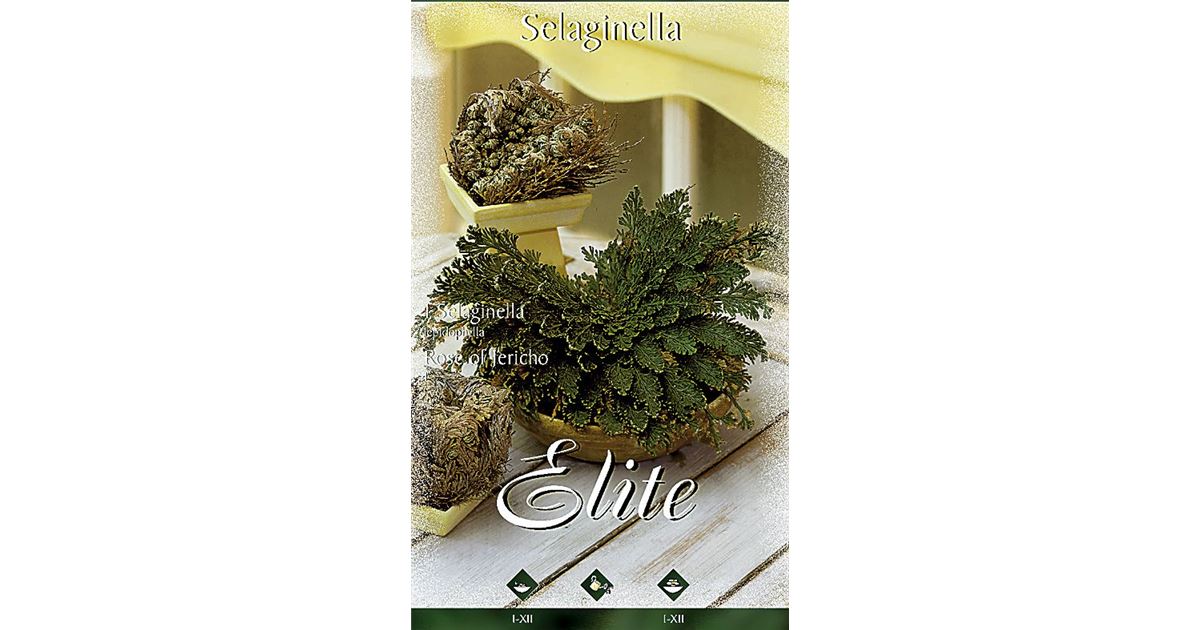 Selaginella lepidophylla