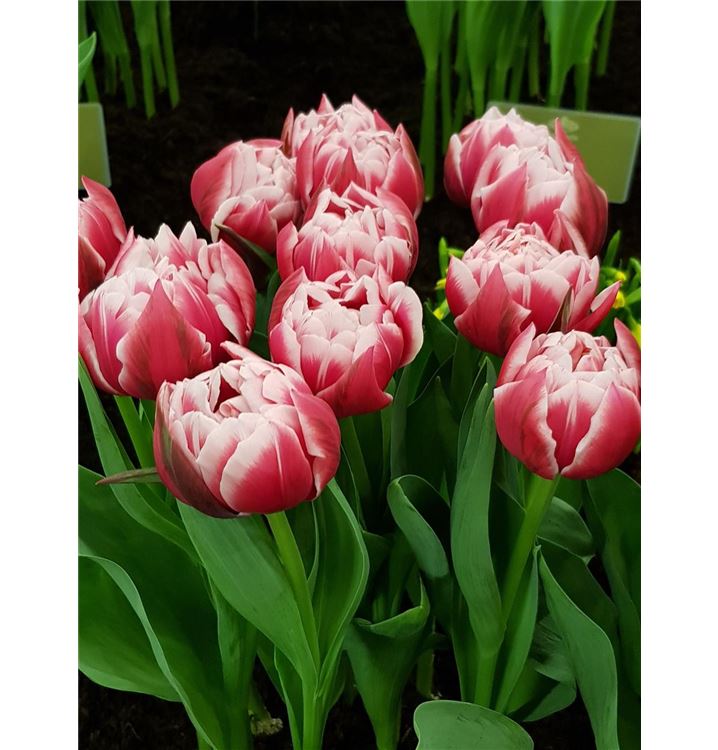 Tulipa 'Columbus'