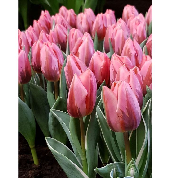 Tulipa 'Pretty Princess'