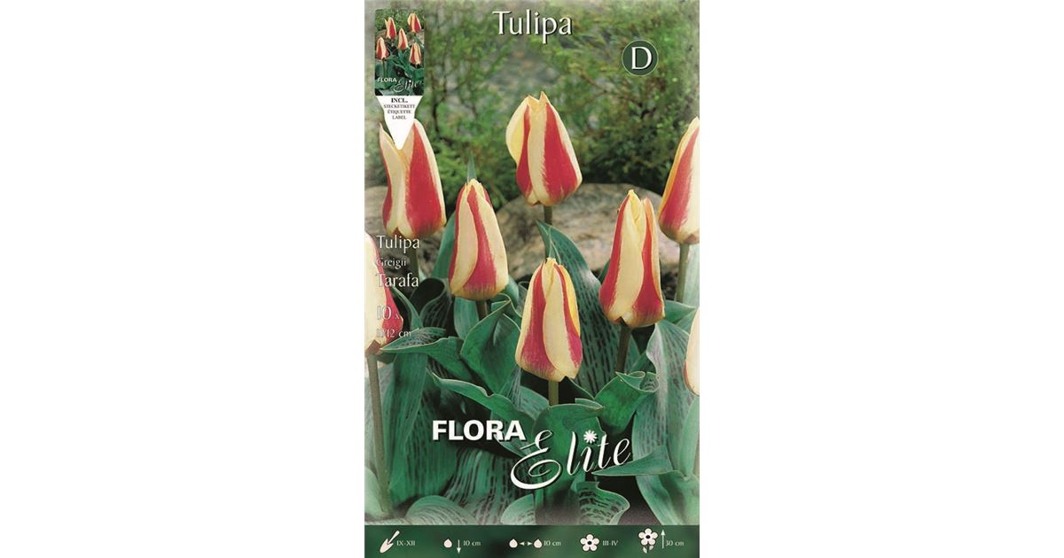 Tulipa 'Tarafa'