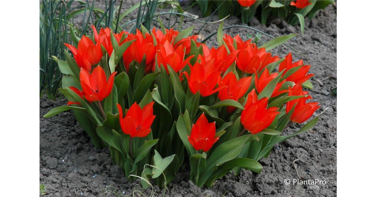 Tulipa praestans 'Füsilier'