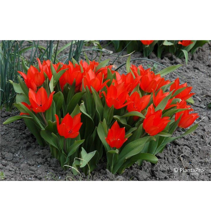 Tulipa praestans 'Füsilier'