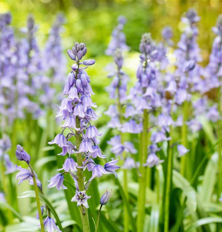 Hyacinthoides hispanica 'Blue Queen'