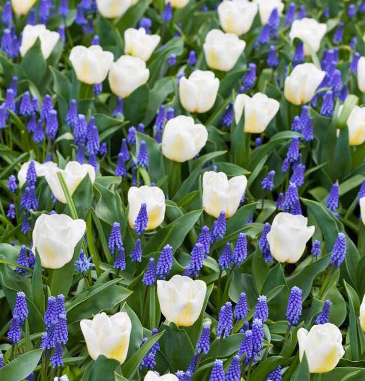 Muscari botryoides 'Superstar'