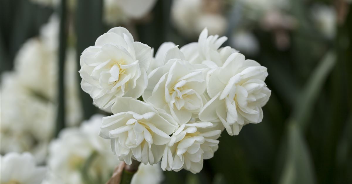 Narcissus 'Erlicheer'