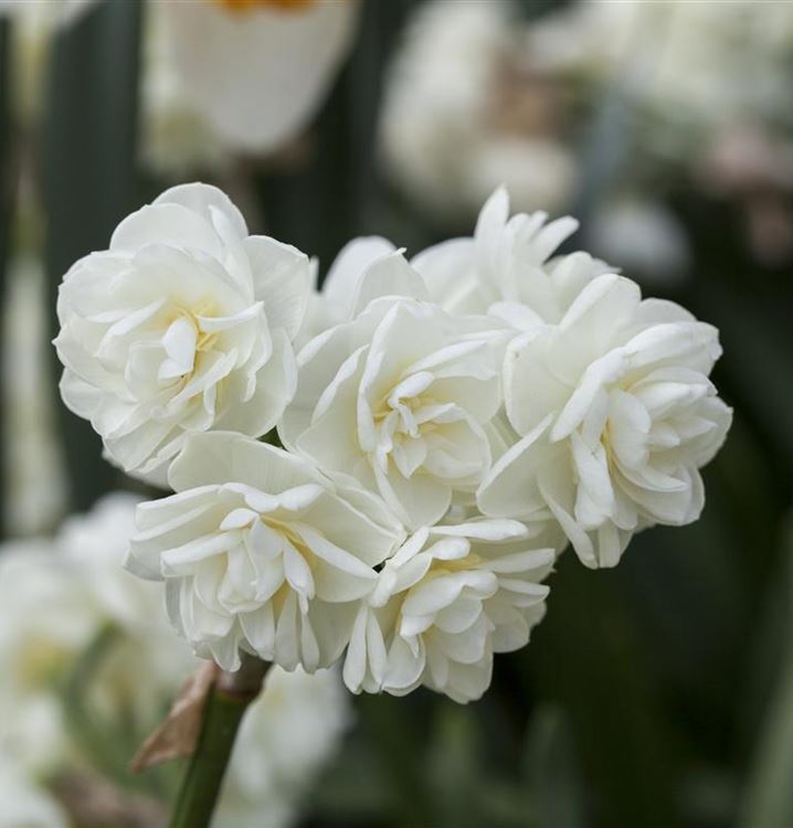 Narcissus 'Erlicheer'
