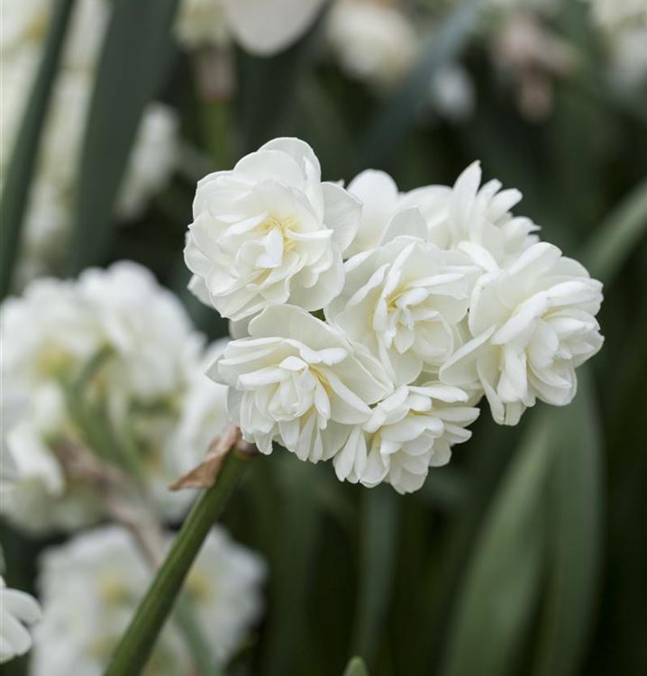 Narcissus 'Erlicheer'