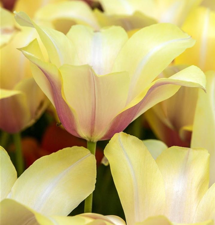 Tulipa 'Blushing Lady'