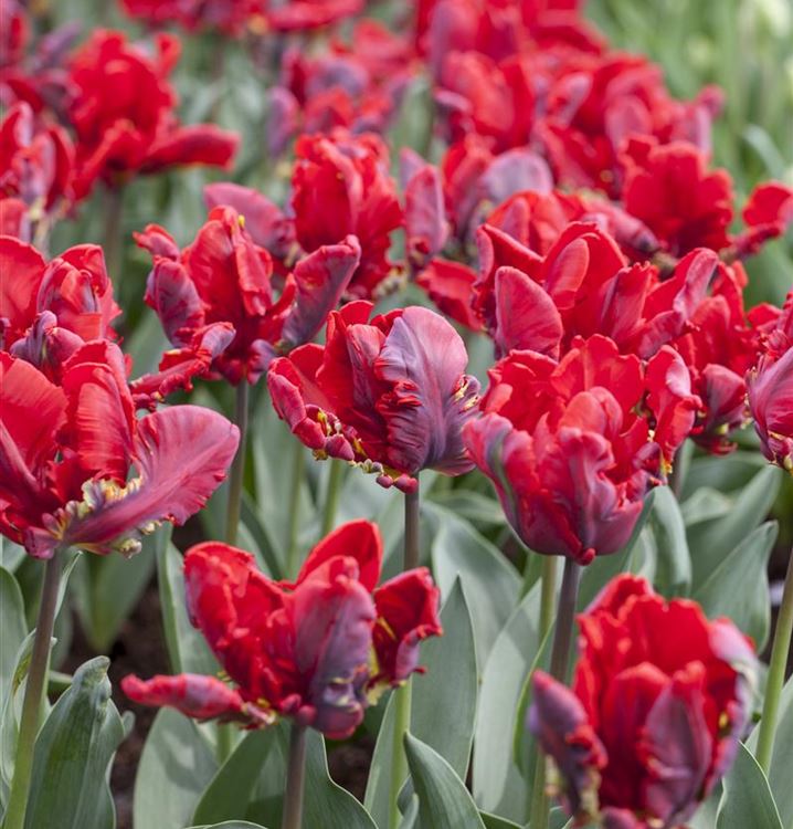 Tulipa 'Rococo'