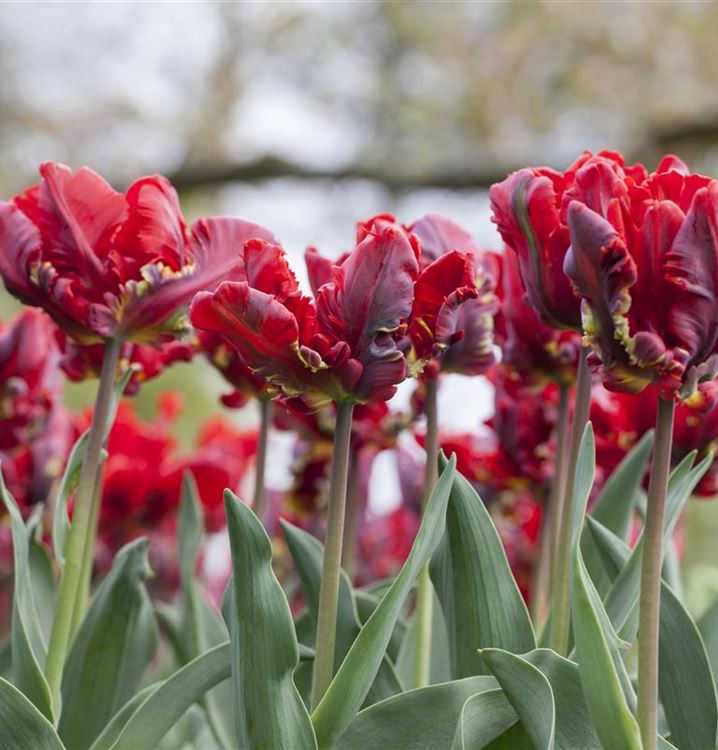 Tulipa 'Rococo'