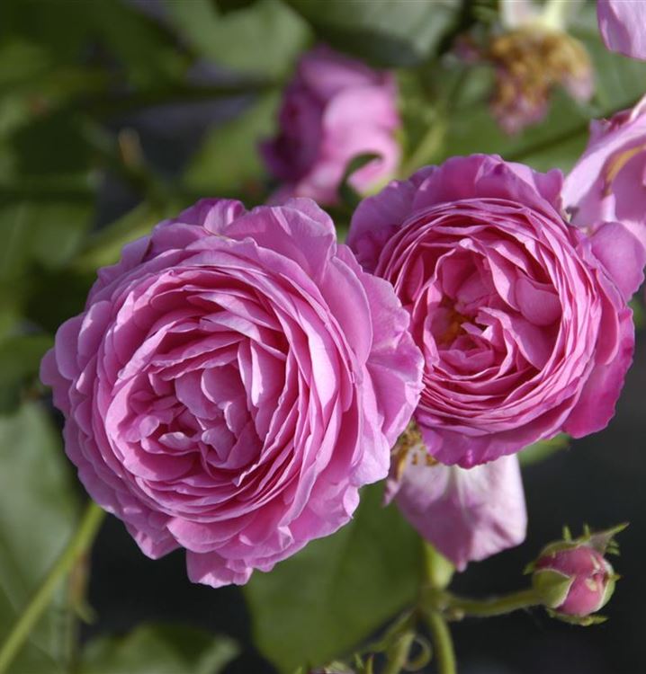 Rosa 'Louise Odier'
