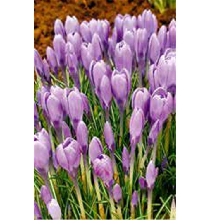 Crocus tommasinianus 'Hummingbird'