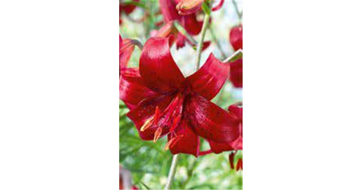 Lilium 'Red Velvet'